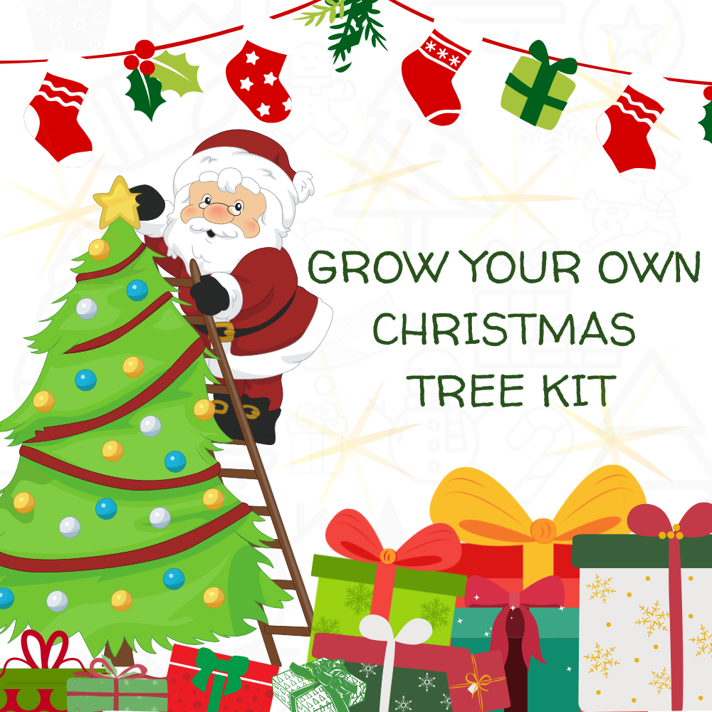 Christmas Tree Grow Your Own Kit | Seed Gift Box – D&H Seed Harvest Co
