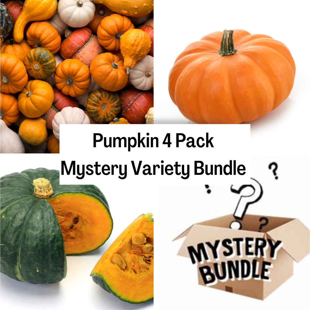 Pumpkin 4 Pack Mystery Variety Bundle – D&H Seed Harvest Co