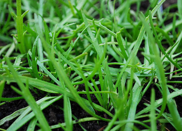 Minutina – D&H Seed Harvest Co