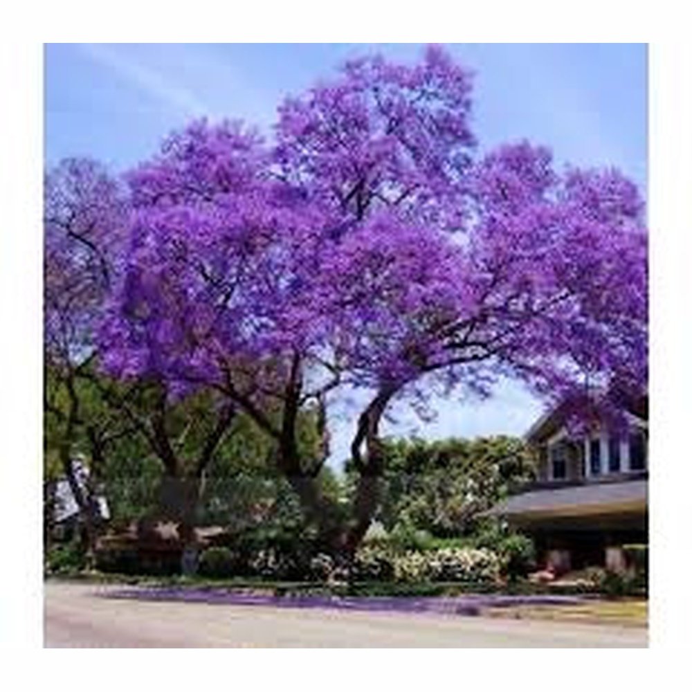 Paulownia Tomentosa 'Princess Tree' Seeds – D&H Seed Harvest Co