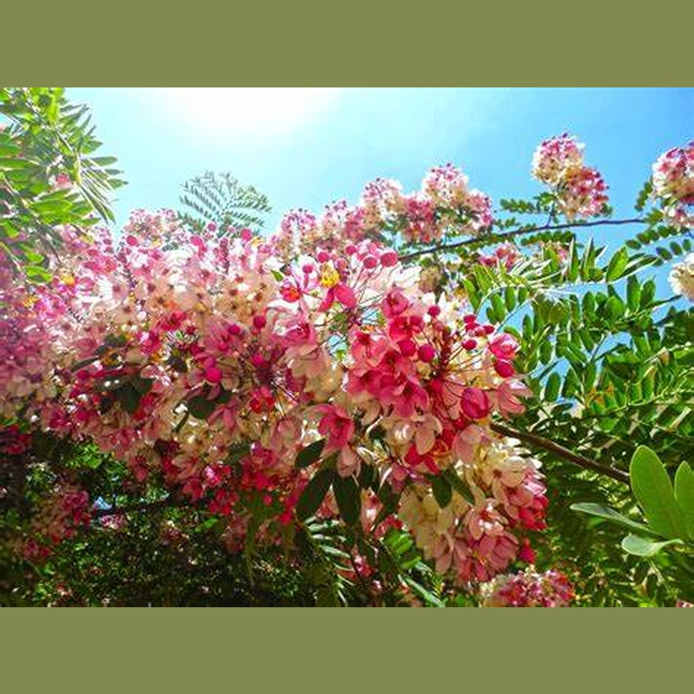 Cassia Javanica 'Pink Shower Tree' Seeds – D&H Seed Harvest Co