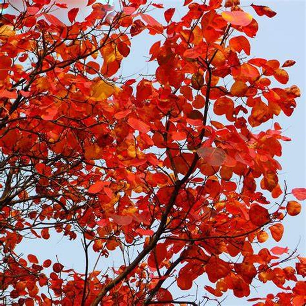 Continus Coggyria 'Smoke Tree' Seeds – D&H Seed Harvest Co