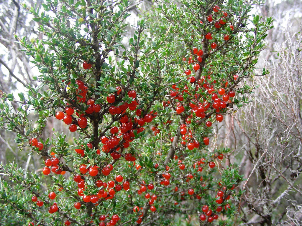 Coprosma Nitida 'Currant Bush' Seeds – D&H Seed Harvest Co