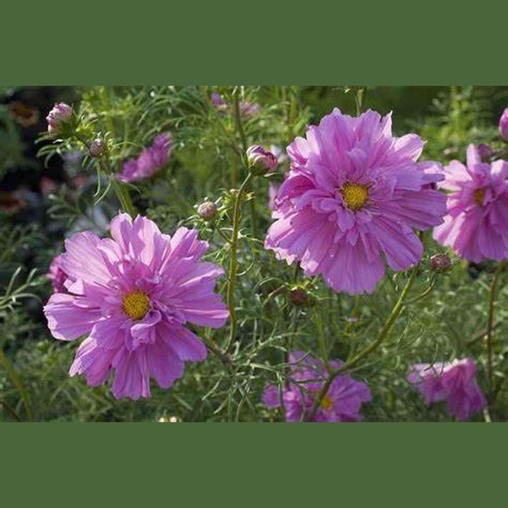 Cosmos 'Psych Double Mix' Seeds – D&H Seed Harvest Co