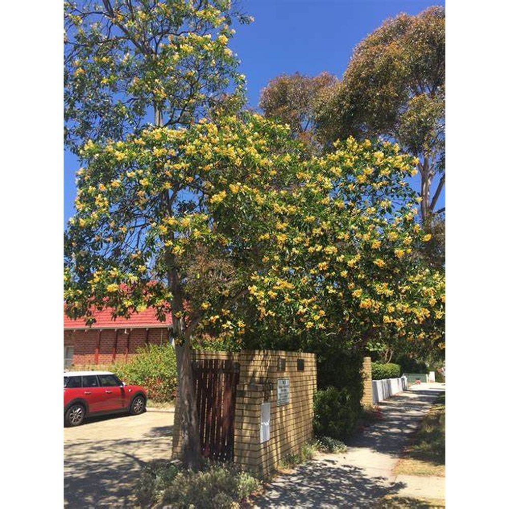 Hymenosporum Flavum 'Native Frangipani' Seeds – D&H Seed Harvest Co