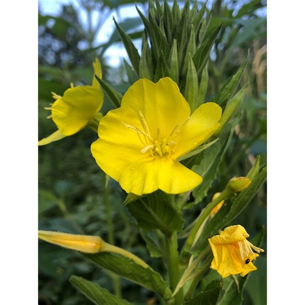 Oenothera lamarckiana 'Evening Primrose' Seeds – D&H Seed Harvest Co