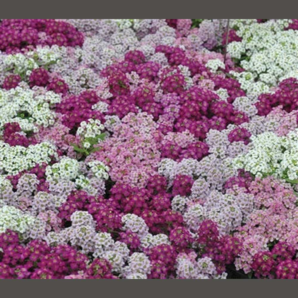 Alyssum 'Pixie Bright Mix ' Seeds – D&H Seed Harvest Co