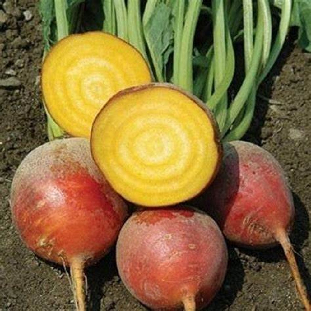 Beetroot 'Golden' Seeds – D&H Seed Harvest Co