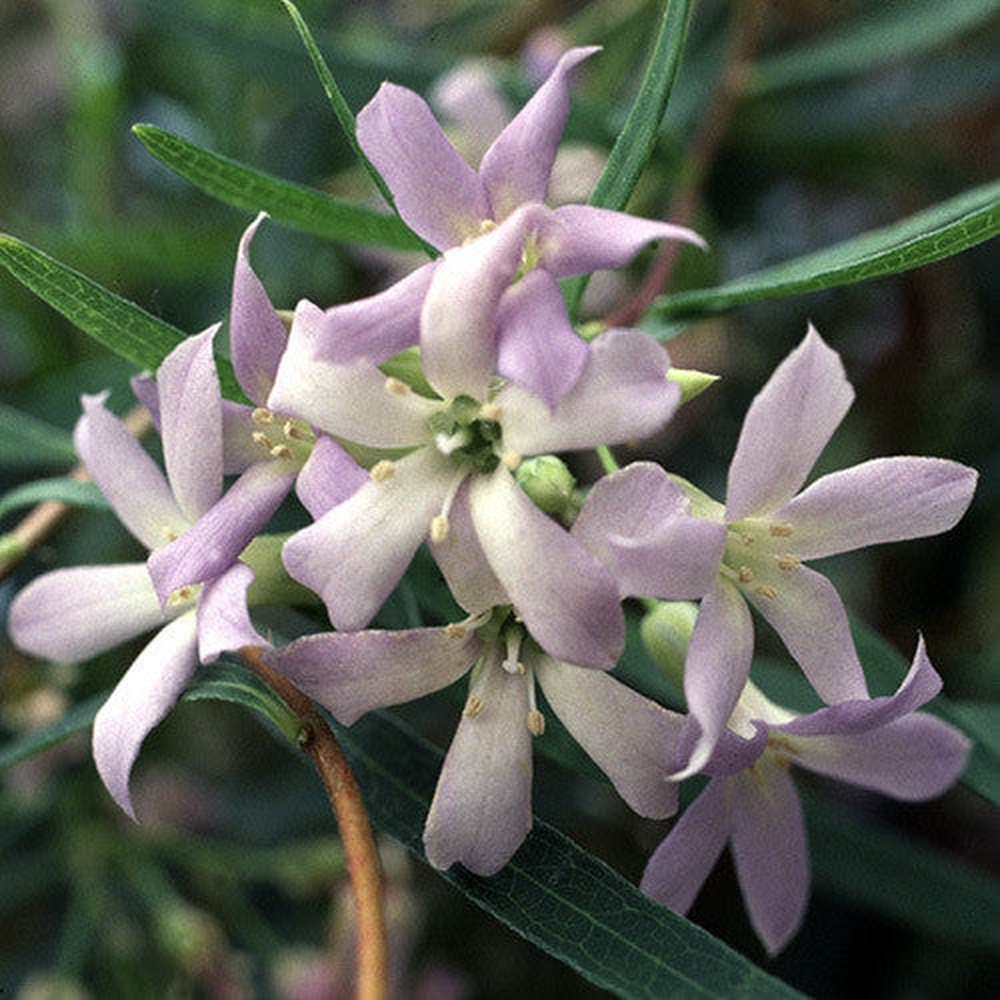 Billardiera cymosa 'Sweet Apple Berry' Seeds – D&H Seed Harvest Co