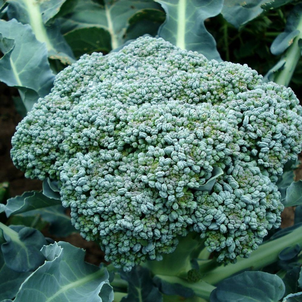 Broccoli Heirloom 'Di Ciccio’ Seeds – D&H Seed Harvest Co