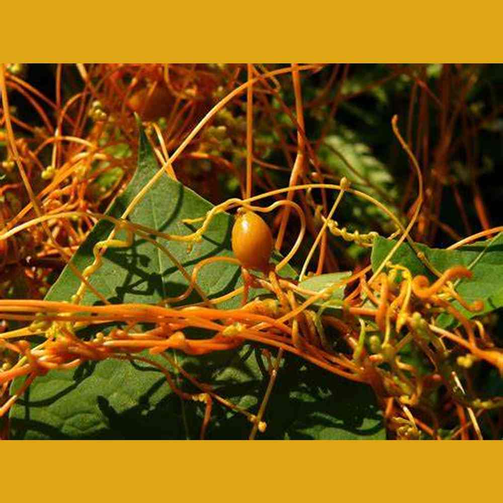 Cassytha Racemosa 'Ridged Fruit Dodder' Seeds – D&H Seed Harvest Co