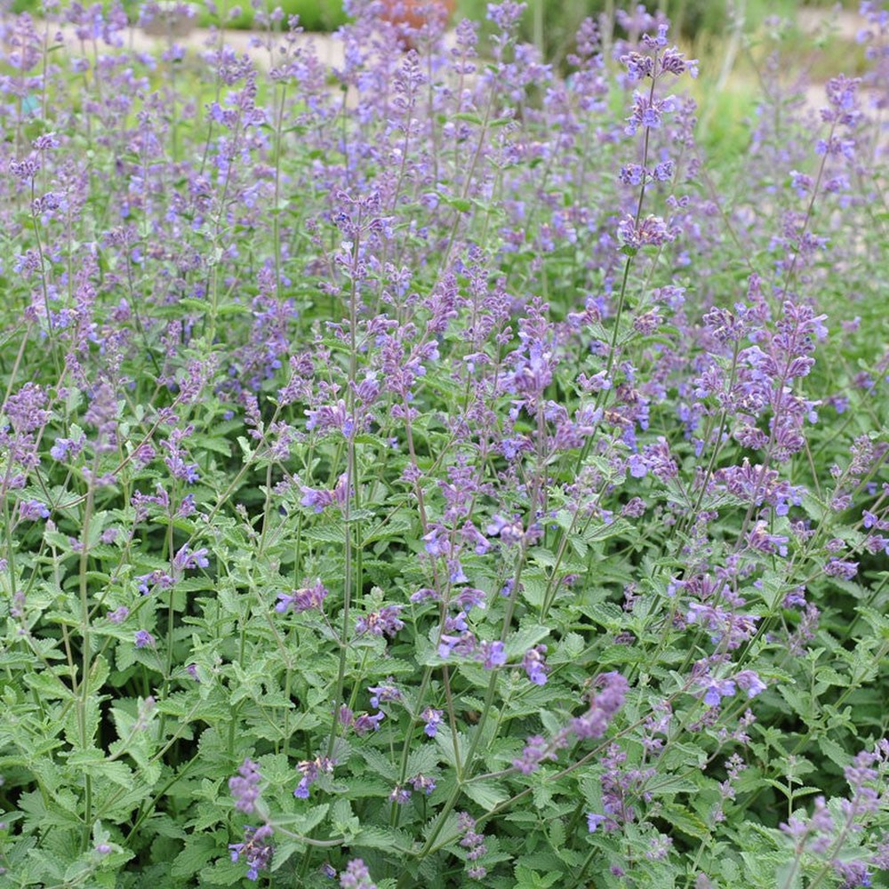 Nepate cataria 'Catnip Purple' Seeds – D&H Seed Harvest Co