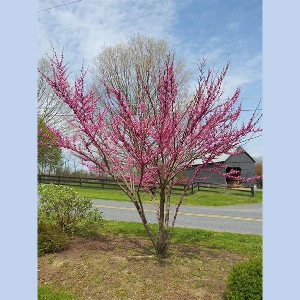 Cercis Canadensis 'Eastern Redbud' Seeds – D&H Seed Harvest Co