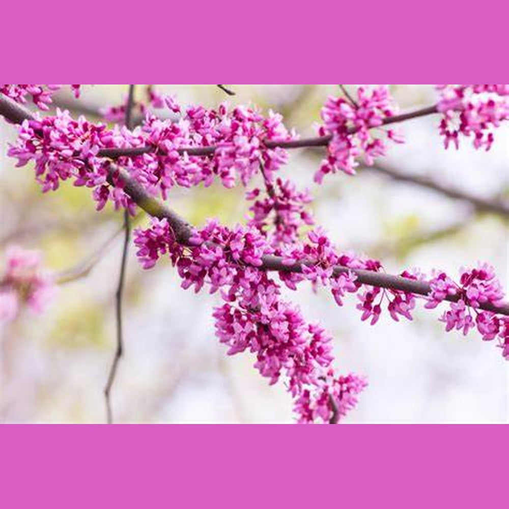 Cercis Canadensis 'Eastern Redbud' Seeds – D&H Seed Harvest Co