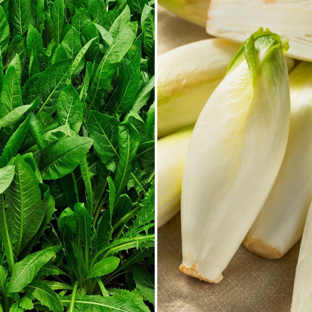 Chicory Vegetable Chicory Stir Fry With Olive And Anchovies
