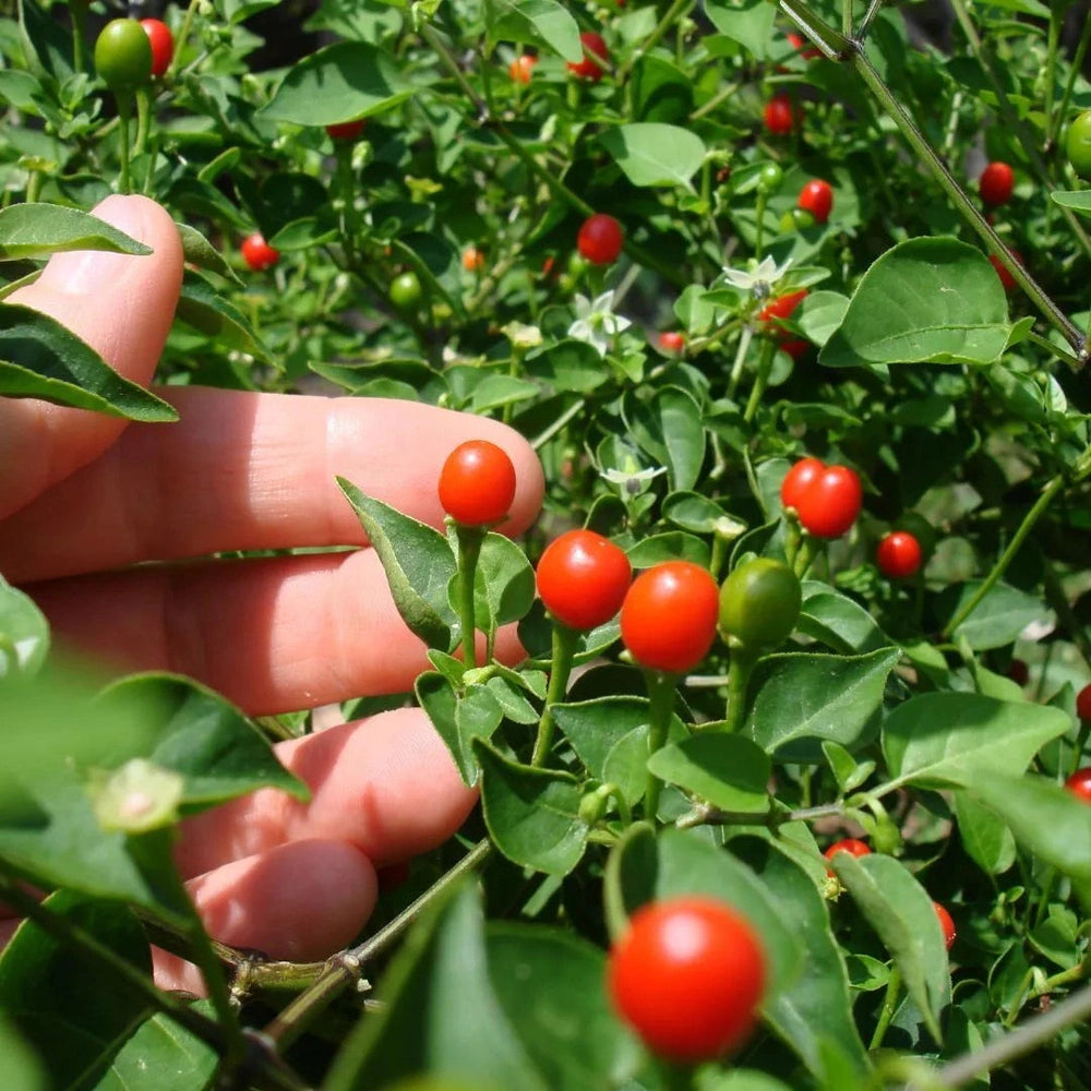 Chili 'Tepin Birds Eye' Seeds – D&H Seed Harvest Co