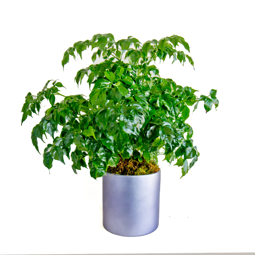 Radermachera Sinica 'China Doll Tree' Seeds – D&H Seed Harvest Co