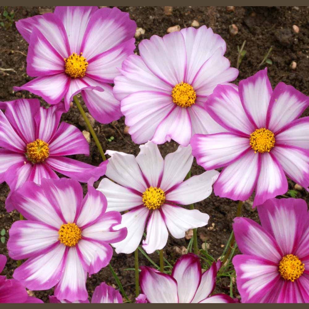 Cosmos 'Sensation Candy Stripe' Seeds – D&H Seed Harvest Co