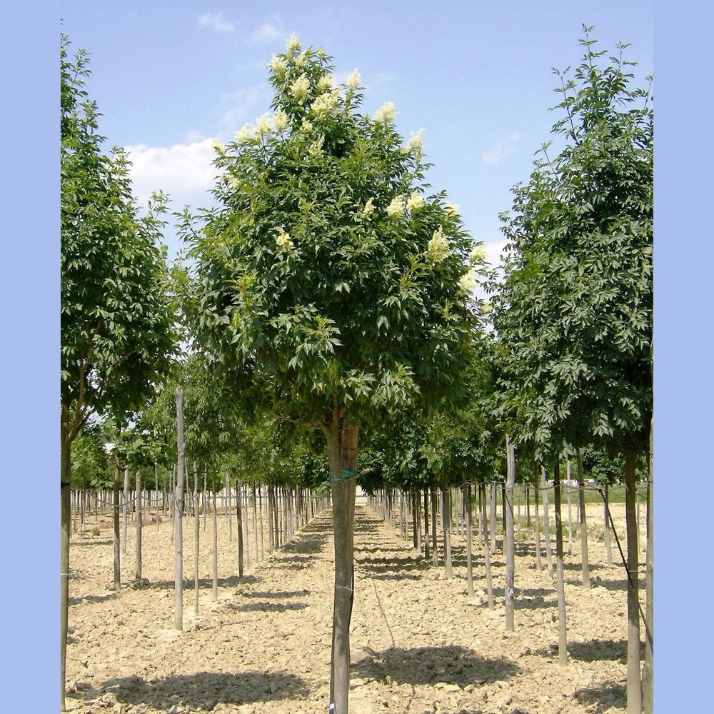 Fraxinus Ornus 'Flowering Ash Tree' Seeds – D&H Seed Harvest Co