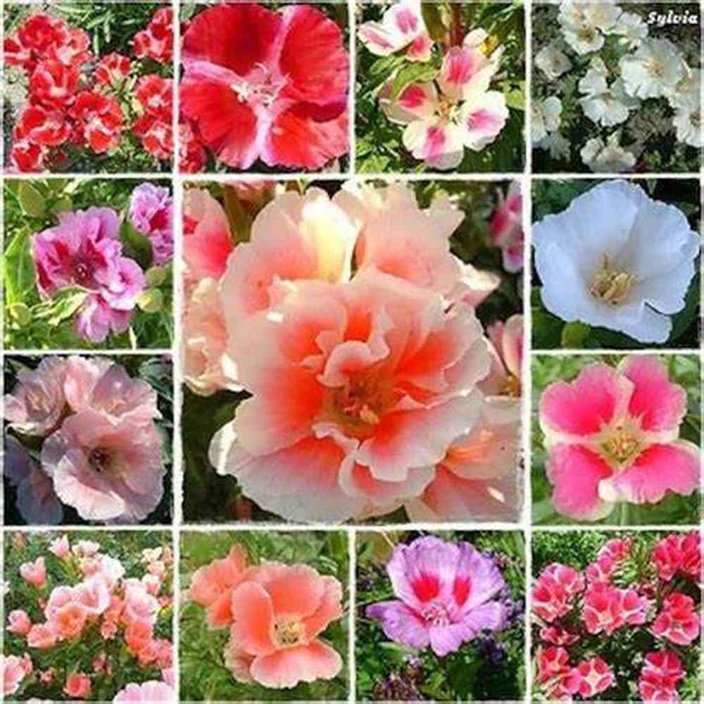 Godetia 'Monarch Mix Dwarf Single' Seeds – D&H Seed Harvest Co