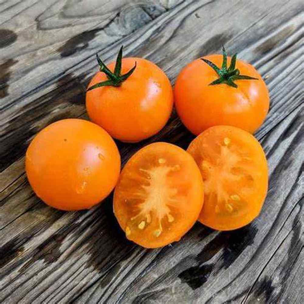 Tomato 'Orange Pixie' Seeds – D&H Seed Harvest Co