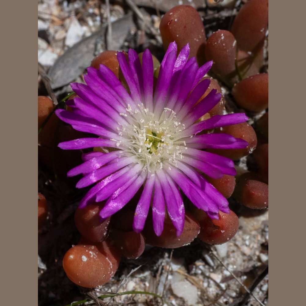 Disphyma crassifolium 'Pig Face Rounded Noon Flower' Seeds – D&H Seed ...