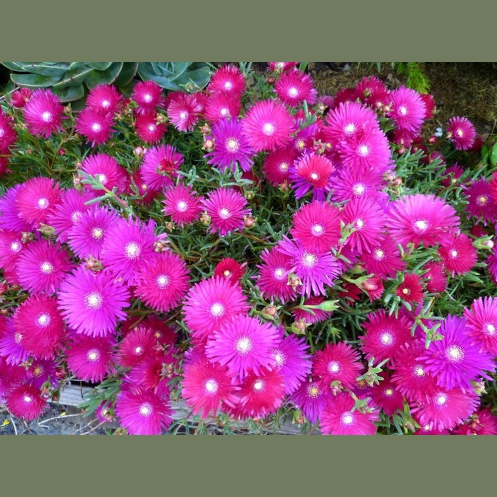 Disphyma crassifolium 'Pig Face Rounded Noon Flower' Seeds – D&H Seed ...