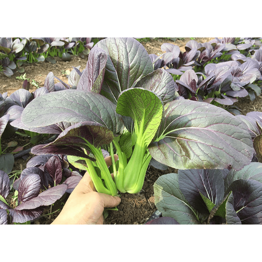 Pak Choi 'Taipai Purple Early' Seeds – D&H Seed Harvest Co