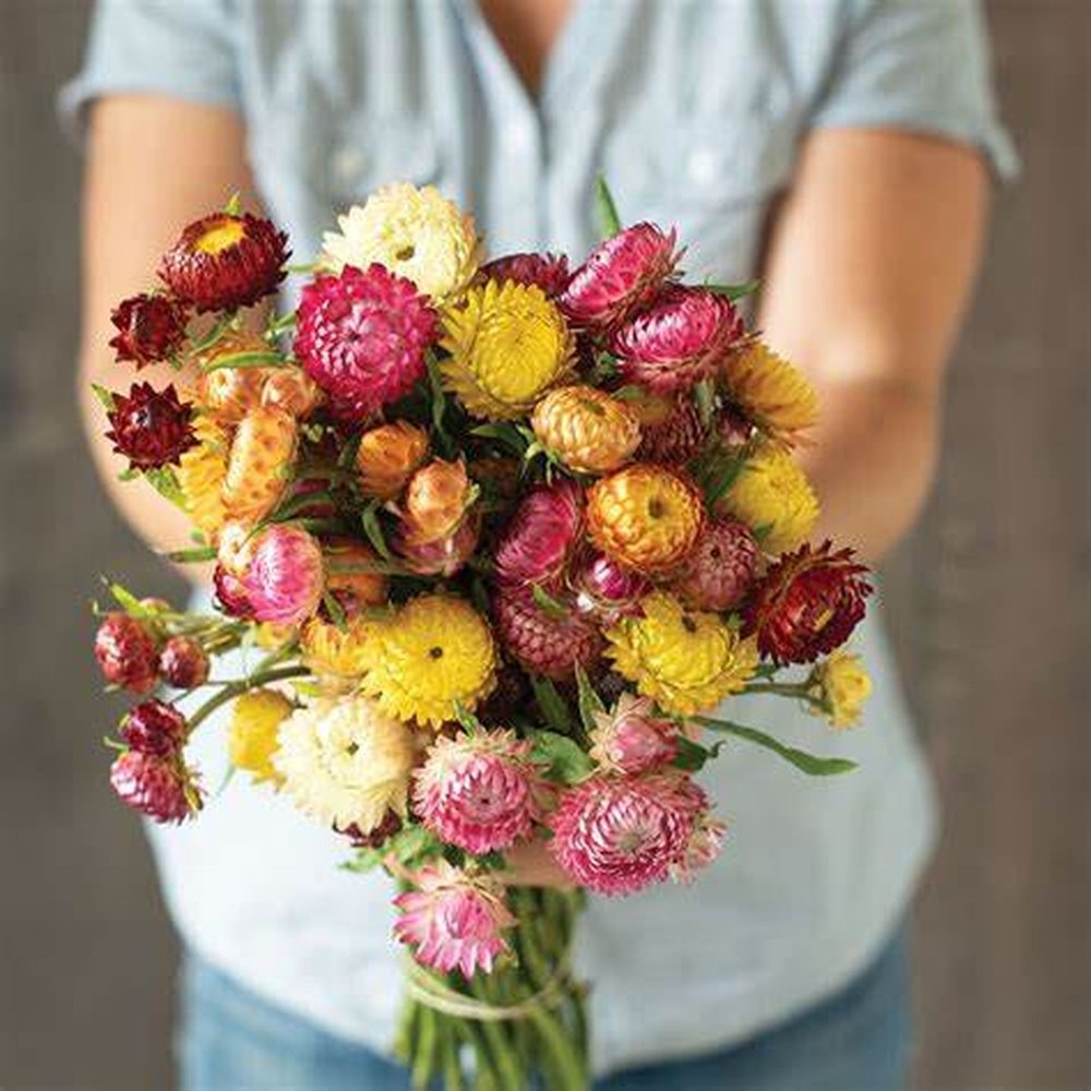Everlasting Paper Daisy Strawflower 'Tall Mix' Seeds – D&H Seed Harvest Co