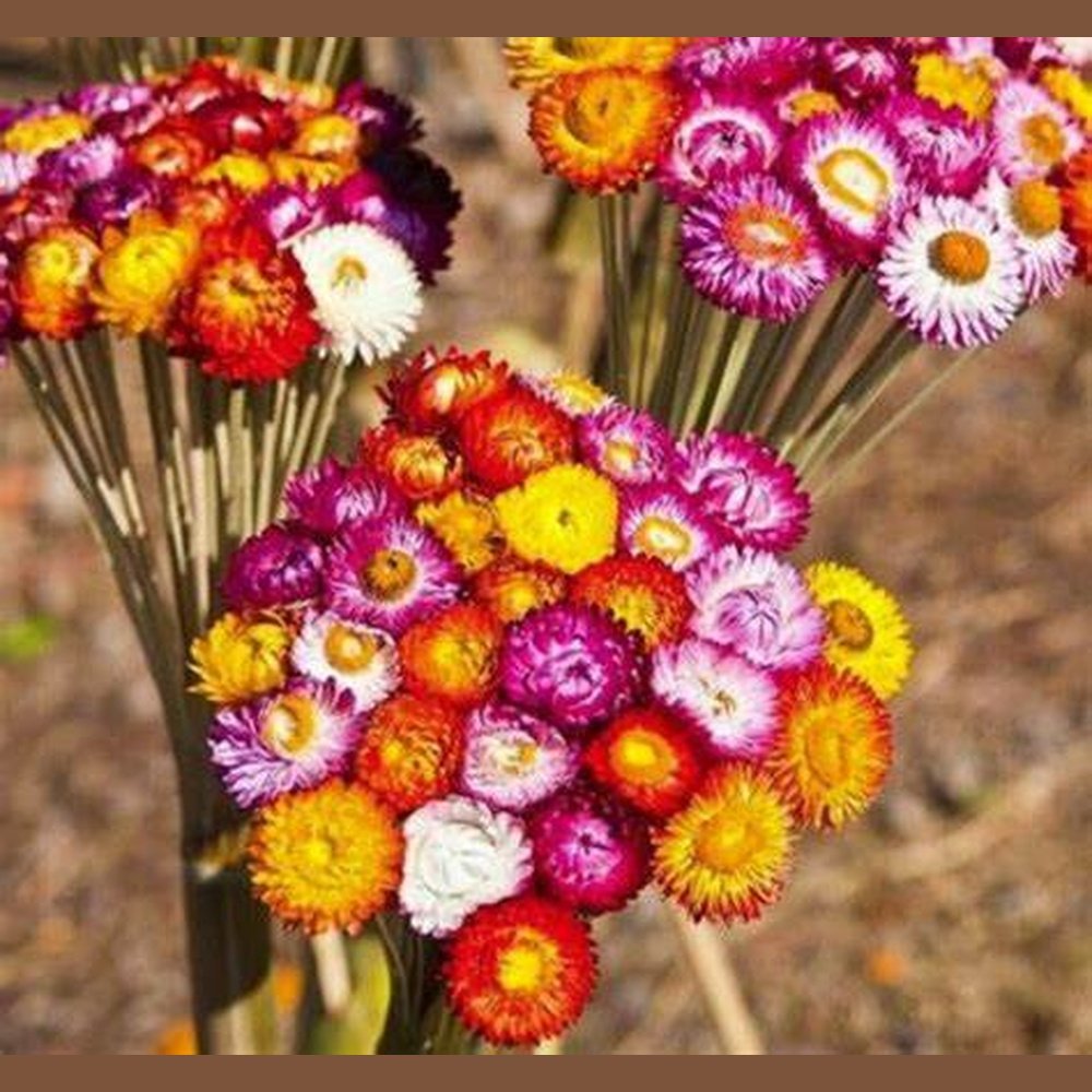 Everlasting Paper Daisy Strawflower 'Tall Mix' Seeds – D&H Seed Harvest Co