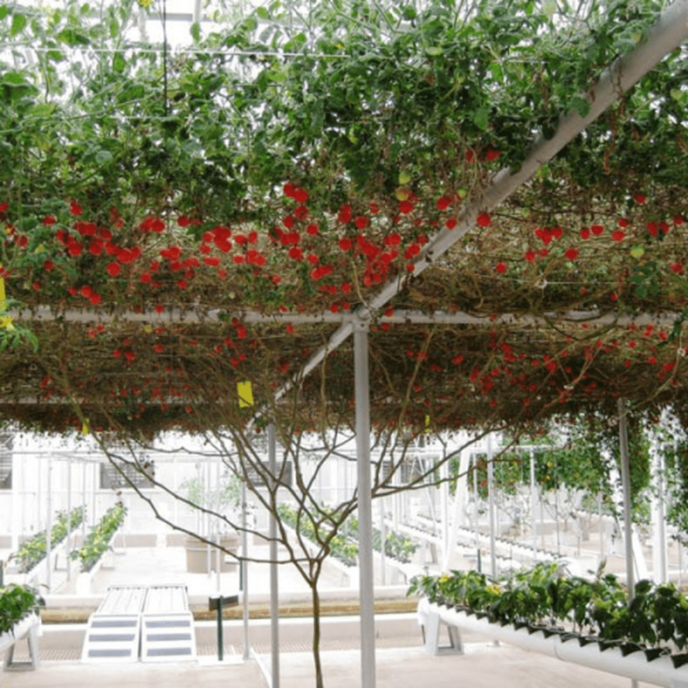Tomato 'Giant Tree' Seeds – D&H Seed Harvest Co