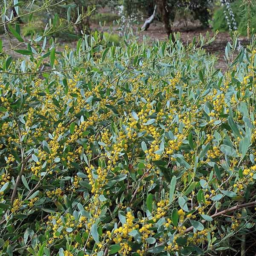 Acacia redolens (low form ground cover) 'Vanilla Wattle' Seeds – D&H ...