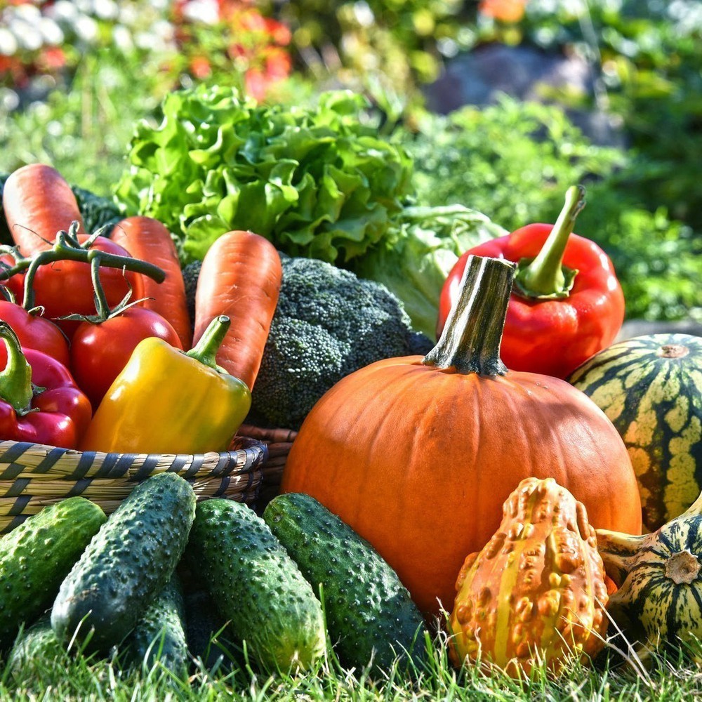 Bumper Crop Self Sustainability Pack - 100 Individual Seed Packets - Y ...