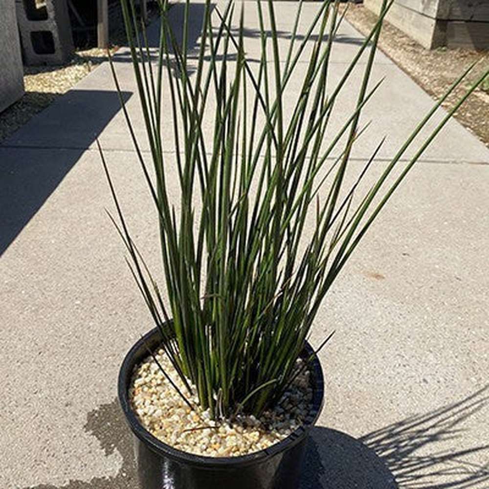 Baumea Articulata 'Jointed Twig Rush' Aquatic Plant – D&H Seed Harvest Co