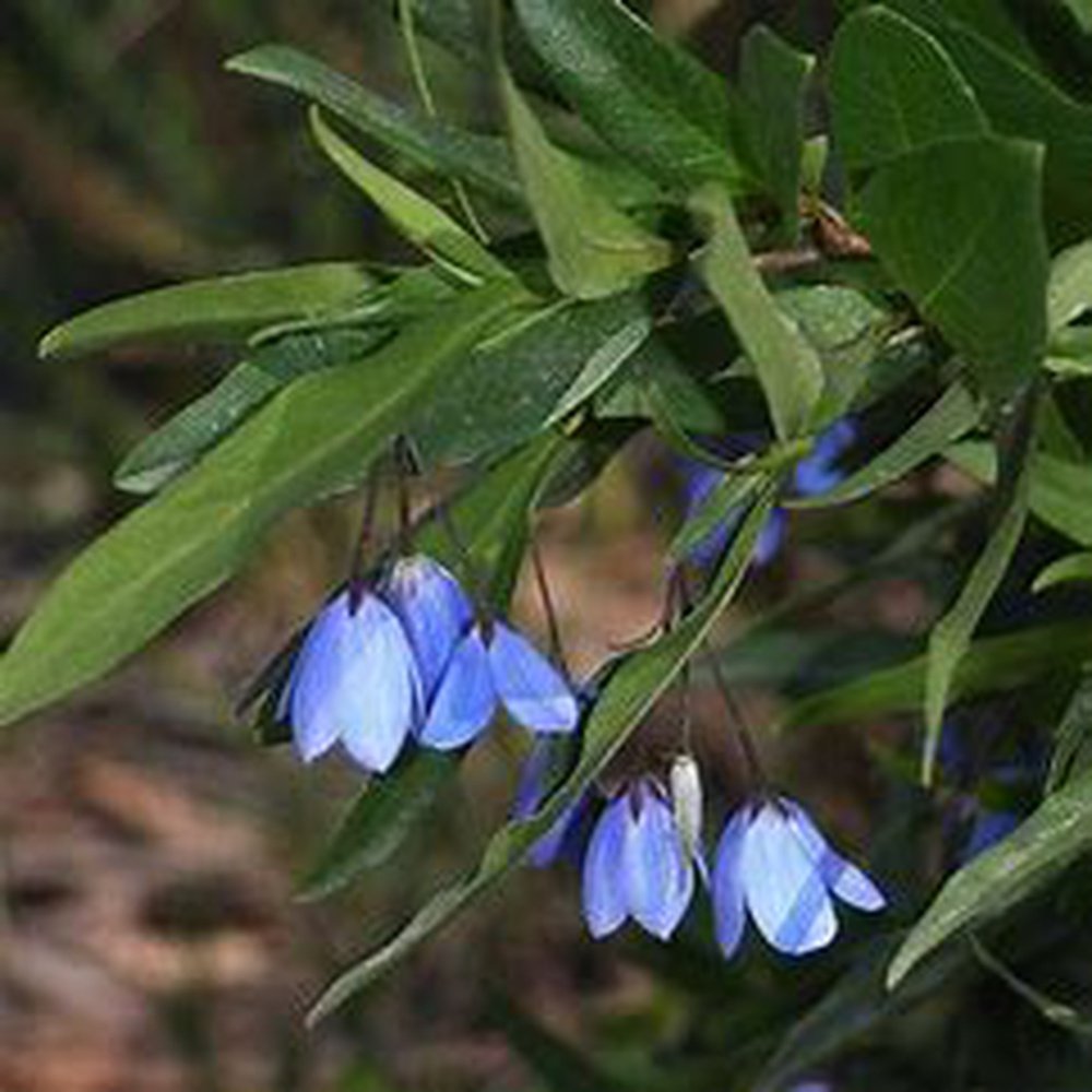 Billardiera heterophylla 'Dainty Blue Bell Creeper' Seeds – D&H Seed ...