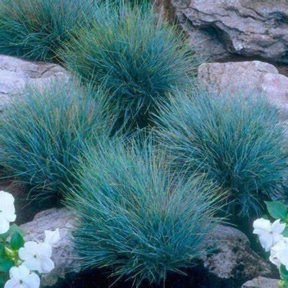 Festuca Glauca 'Blue Select' Seeds – D&H Seed Harvest Co