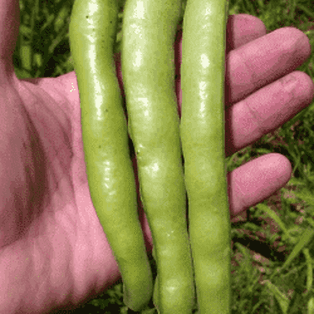 Broadbean 'Coles Dwarf' Seeds – D&H Seed Harvest Co