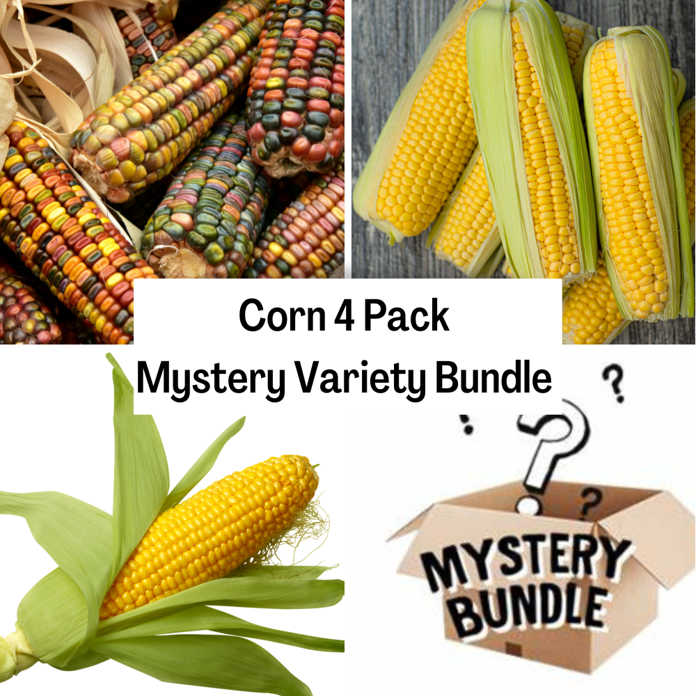Corn Seeds Packet Corn: Sweet Corn Supersweet Goodman Seeds Flower
