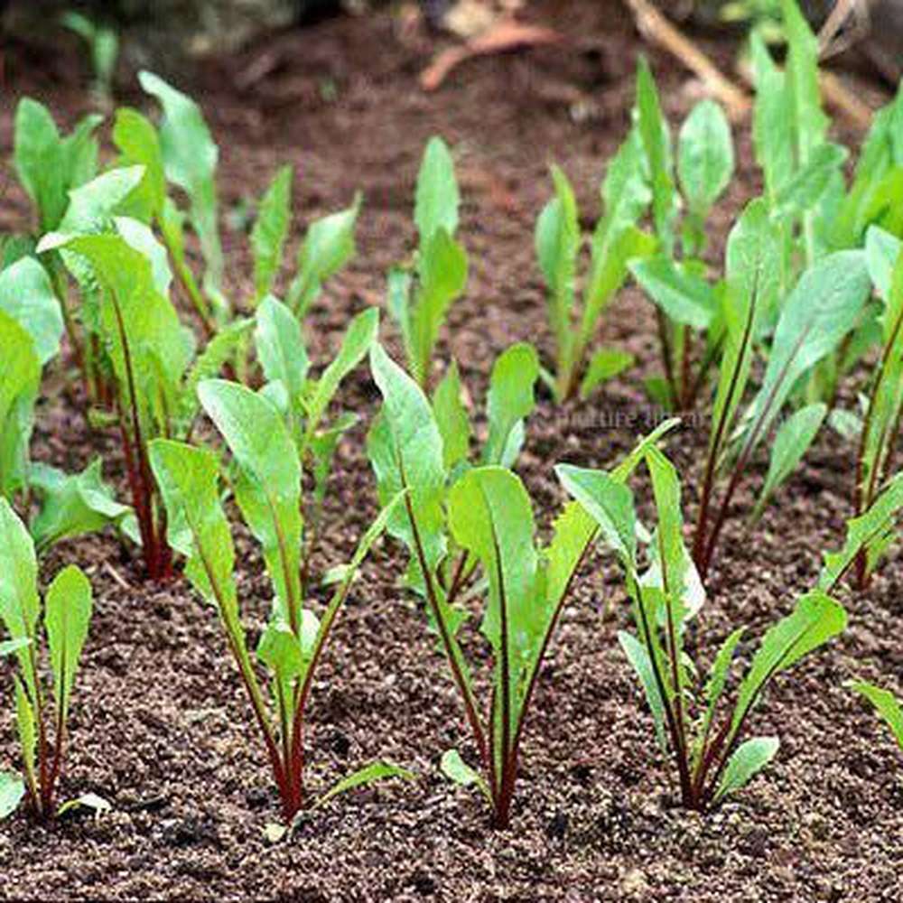 Chicory 'Red Rib' Seeds - Great For Salads! – D&H Seed Harvest Co
