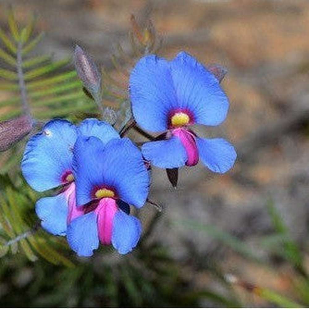 Gompholobium Cyaninum 'Dainty Pretty Pea' Seeds – D&H Seed Harvest Co