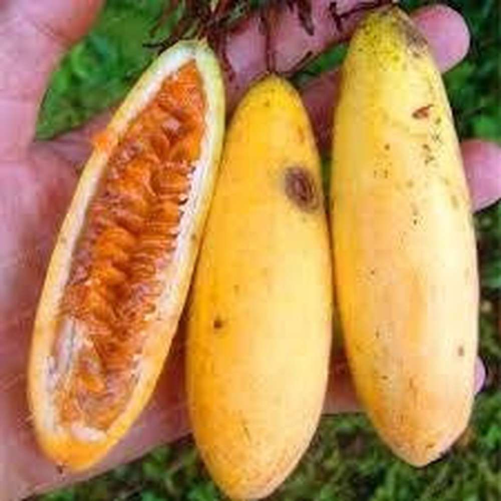 Fruit Seeds – D&H Seed Harvest Co