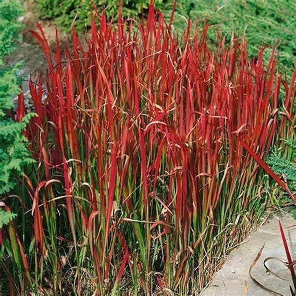 Imperata Cylindrica 'Red Cotton Grass’ – D&H Seed Harvest Co