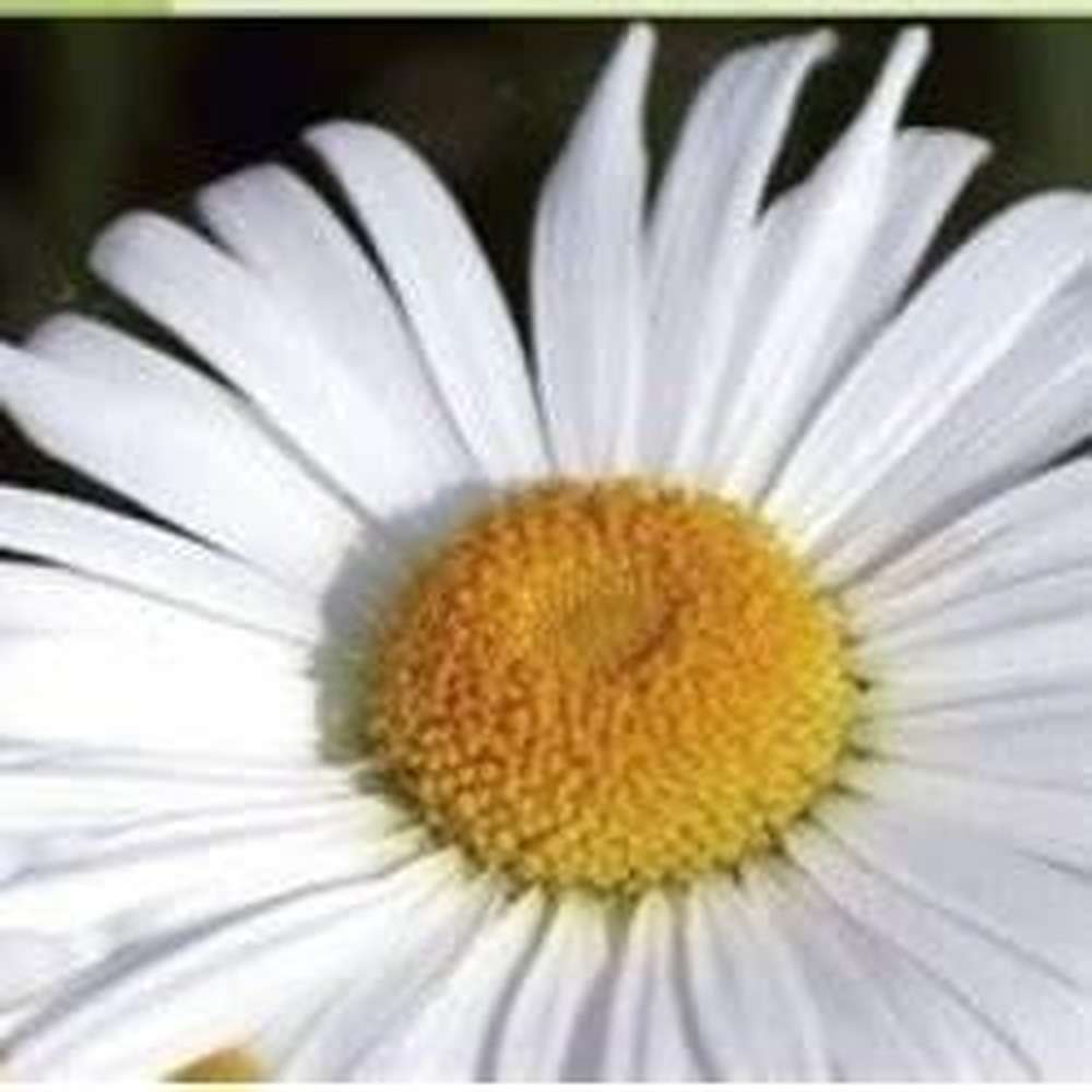 Chrysanthemum 'May Queen' – D&H Seed Harvest Co