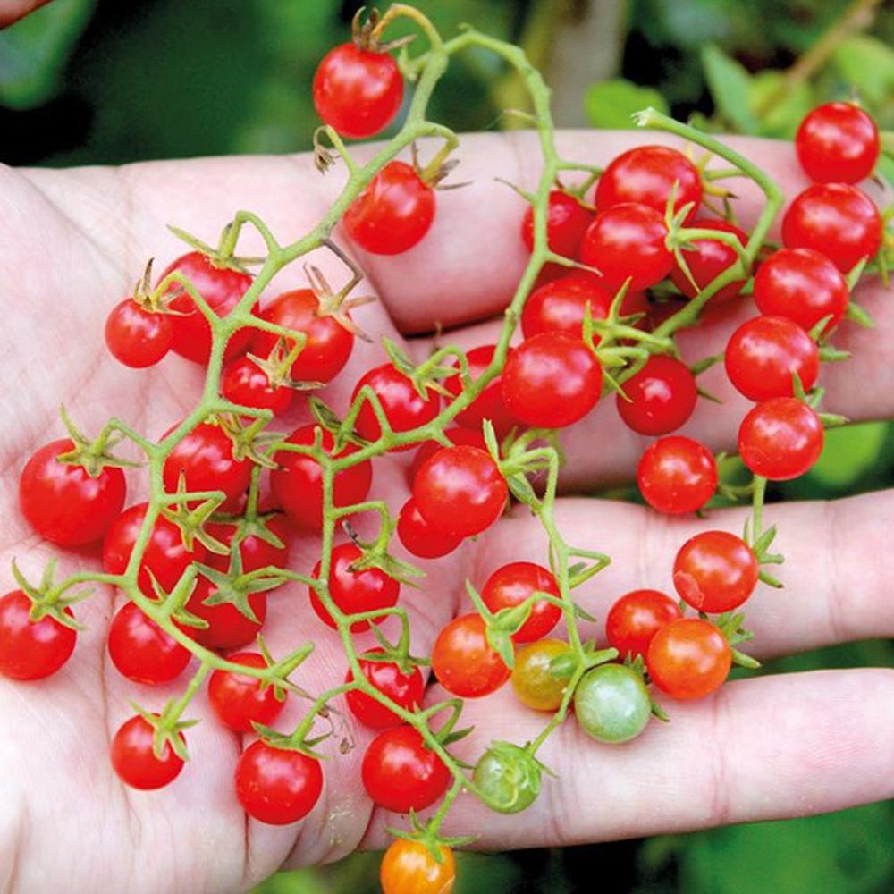 Tomato 'Red Currant' Seeds – D&H Seed Harvest Co
