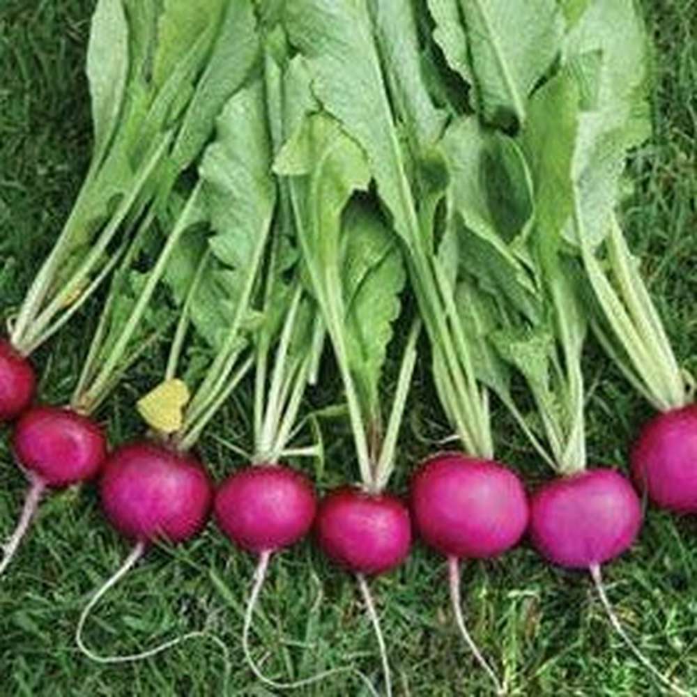Radish Red Rambo – D&H Seed Harvest Co