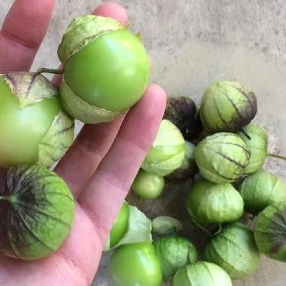 Tomatillo 'Verde Puebla' Seeds – D&H Seed Harvest Co