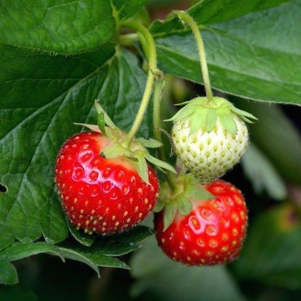 Strawberry ‘Ali Baba’ Seeds – D&H Seed Harvest Co