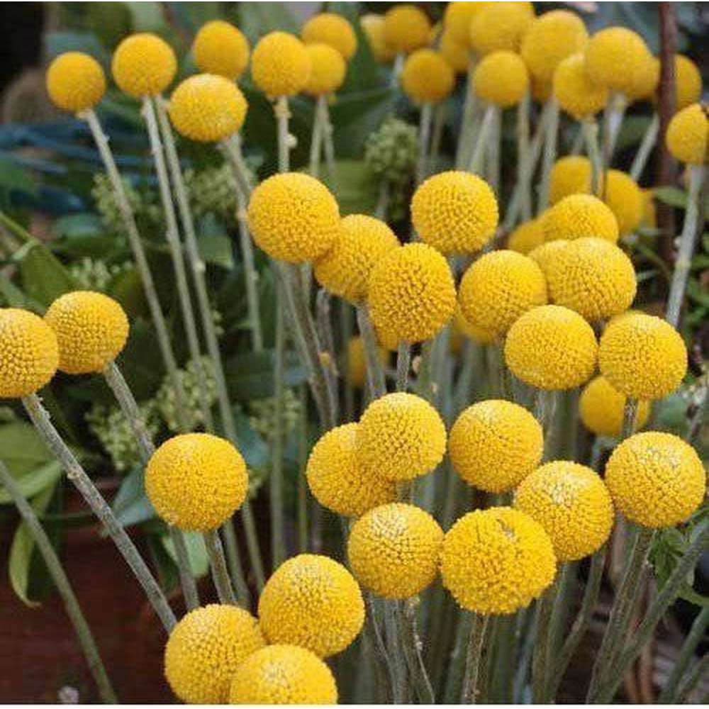 Pycnosorus Globosus 'Billy Buttons' Seeds – D&H Seed Harvest Co