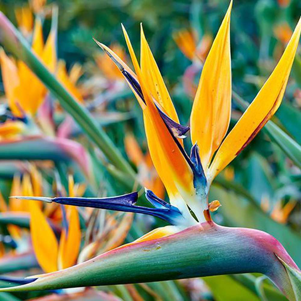 Strelitzia Reginae 'Birds Of Paradise' Seeds – D&H Seed Harvest Co