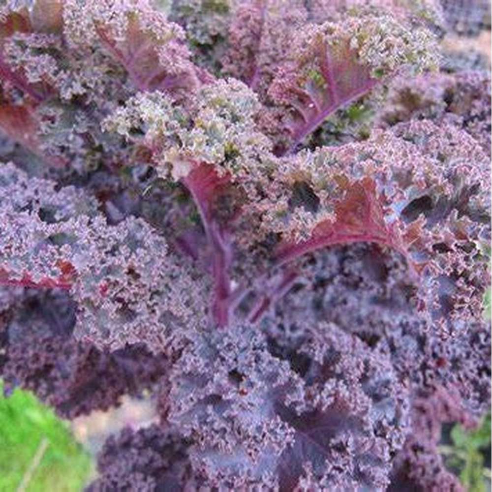 Borecole 'Red Kale' Seeds – D&H Seed Harvest Co